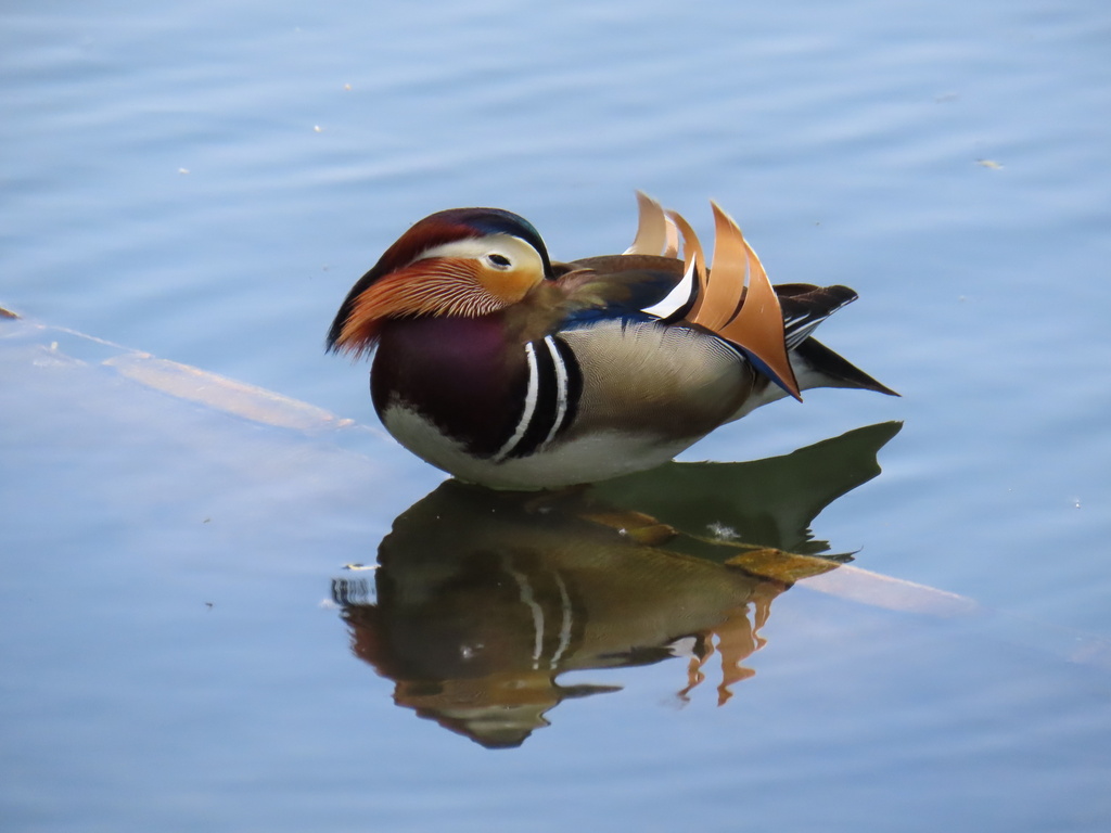 Mandarin Duck from 什刹海, 北京市, CN on April 24, 2024 at 12:53 PM by ...
