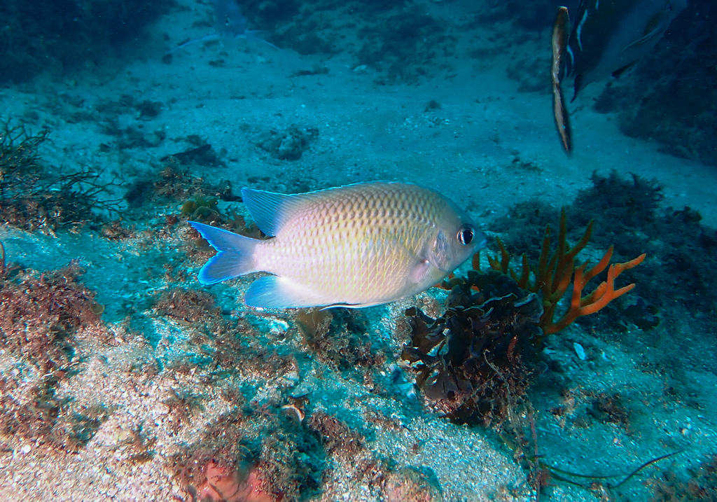 Immaculate Damsel from Shoalhaven, NSW, Australia on April 13, 2024 at ...