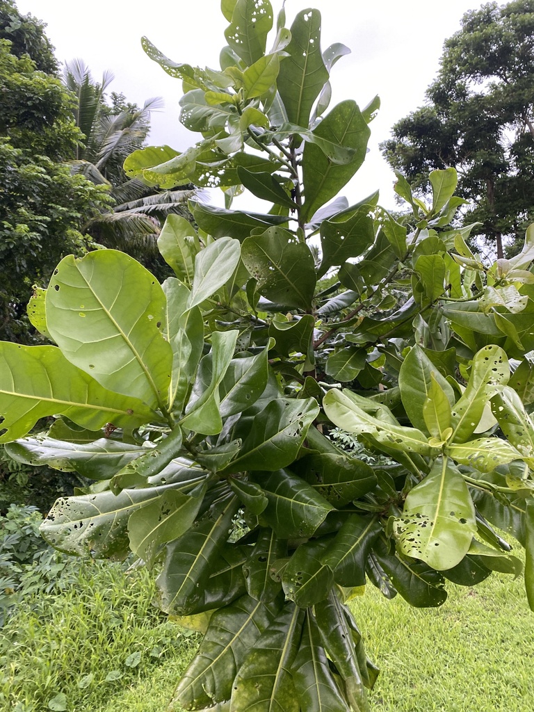 Fish Poison Tree from Viti Levu, Suva, Fiji, FJ on April 24, 2024 at 05 ...