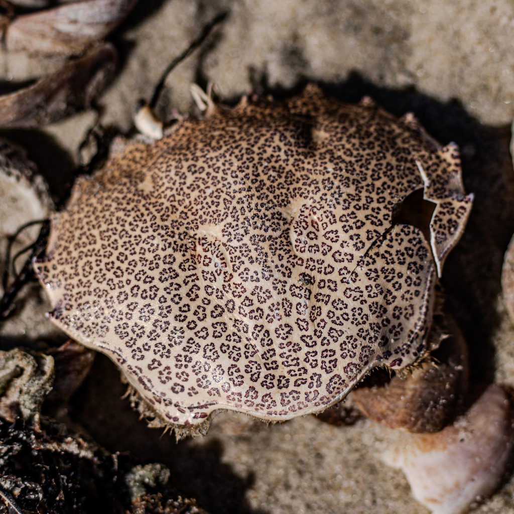 Lady Crab from West Yarmouth, Yarmouth, MA 02673, USA on April 14, 2024 ...