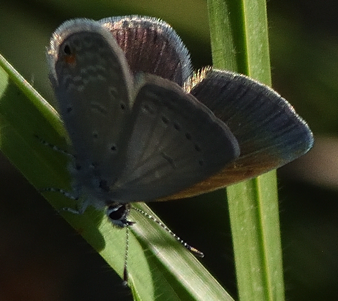 Cupreous Blue from Doordekraal Dam, Bellville, RSA on April 27, 2019 at ...