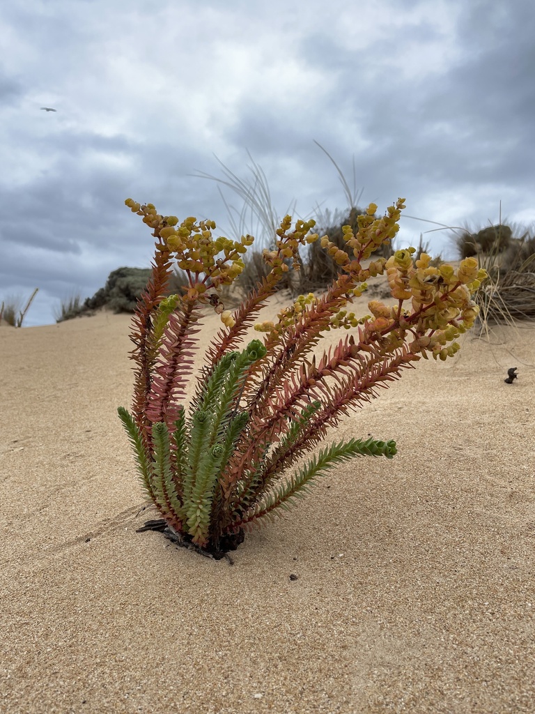 Sea Spurge from Canunda National Park, Southend, SA, AU on April 24 ...