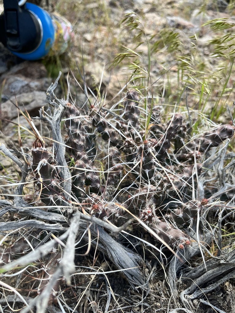 Sagebrush Cholla from Dayton, NV, US on April 23, 2024 at 03:43 PM by ...