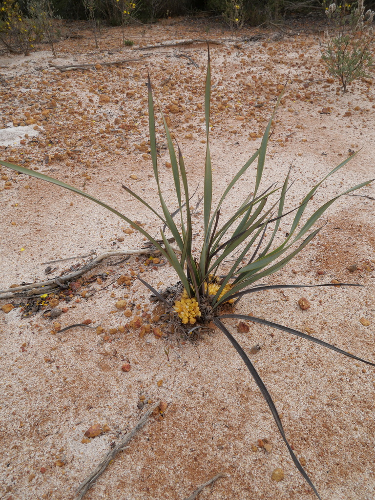 Prickly Conostylis from Eganu WA 6515, Australia on September 6, 2023 ...