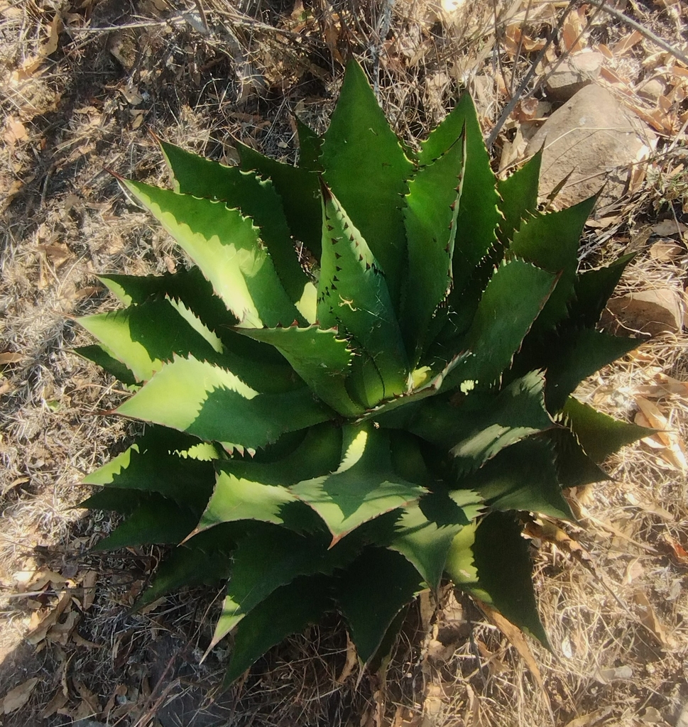 Agave inaequidens from 49356 Jal., México on April 21, 2024 at 10:25 AM ...