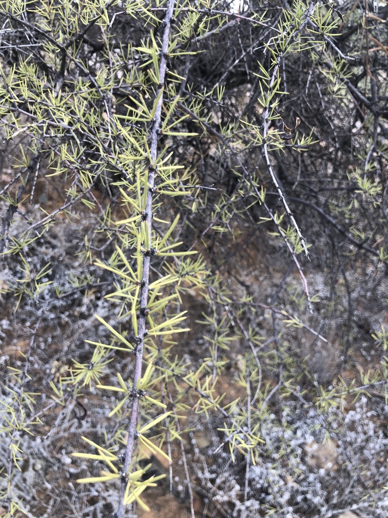 Dead Finish from Mawson-Spriggina Hike, Arkaroola Village, SA, AU on ...