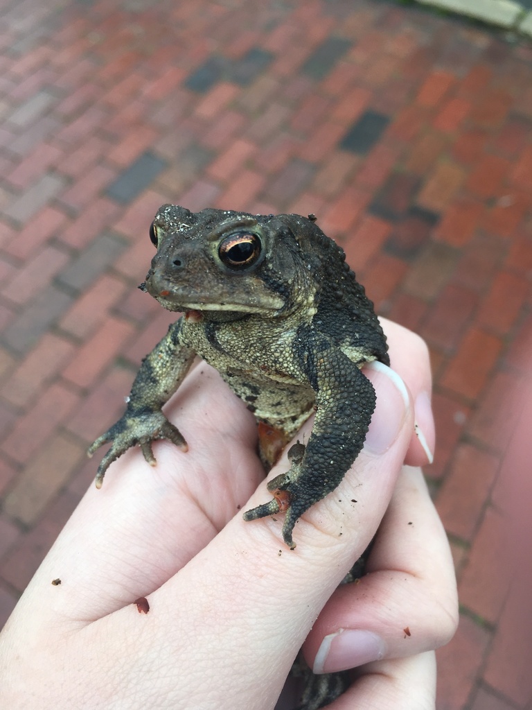 American Toad from The University of North Carolina at Chapel Hill ...