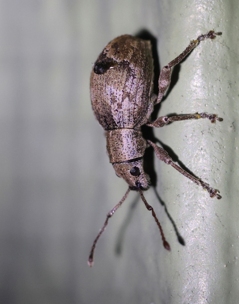 obscure root weevil from Olympia, WA 98502, USA on April 23, 2024 at 10:07 PM by Liam Hutcheson ...