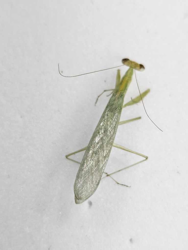 East Arabian Mantis from Level 4, Al Mamoura, Building B, Al - Muroor ...