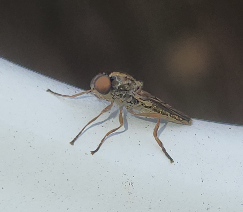 Soldier Flies from 2 Clements Pl, Jandakot WA 6164, Australia on April ...