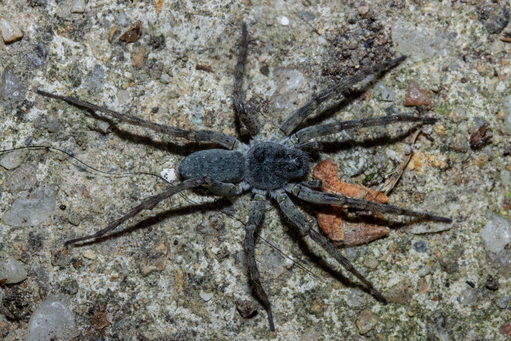 Anoteropsis from Ranfurly, New Zealand on April 21, 2024 at 03:38 PM by ...