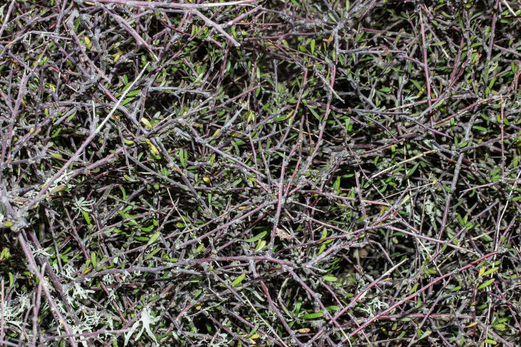 Makaka from Lower Portobello 9077, New Zealand on April 24, 2024 at 04: ...