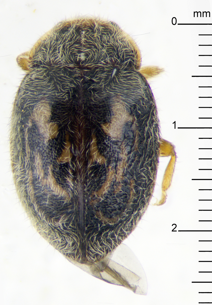 Lady, Fungus, Scavenger, and Bark Beetles in April 2024 by Claas Damken ...