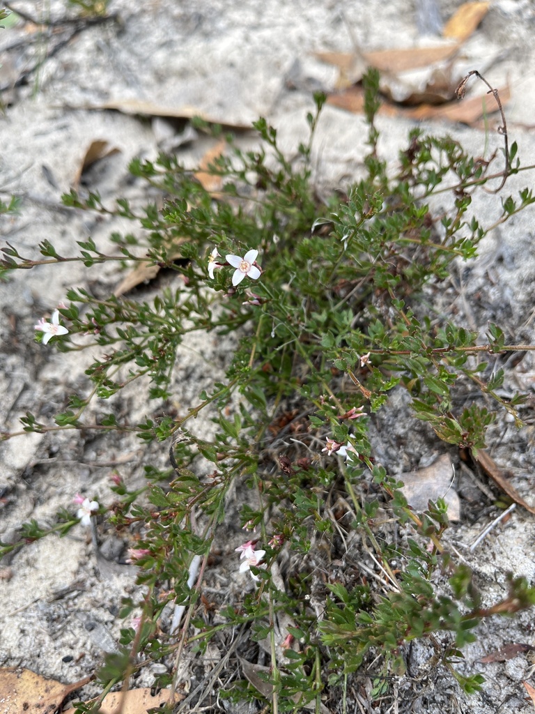 Cyanothamnus nanus nanus from Cox Scrub Conservation Park, Ashbourne ...