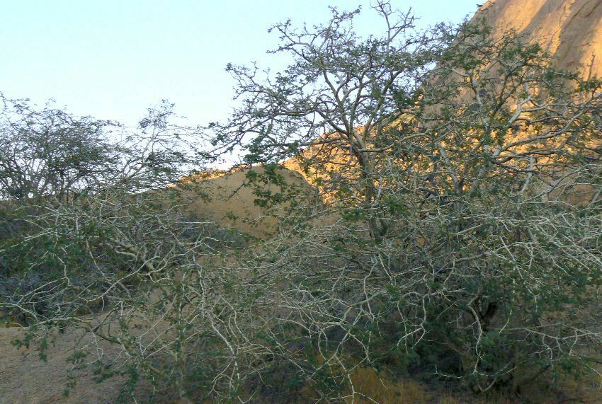 Blue Thorn from Erongo, Namibie on August 9, 2009 by lougarou · iNaturalist
