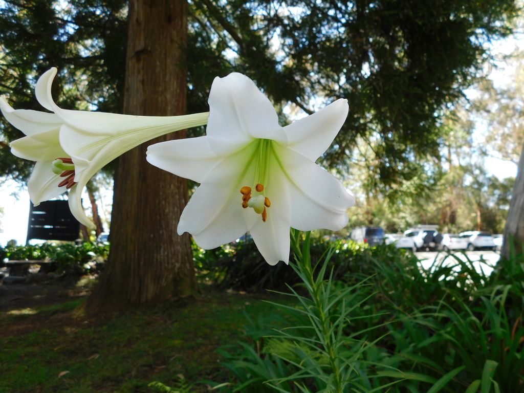 true lilies from Springbrook QLD 4213, Australia on February 13, 2021 ...
