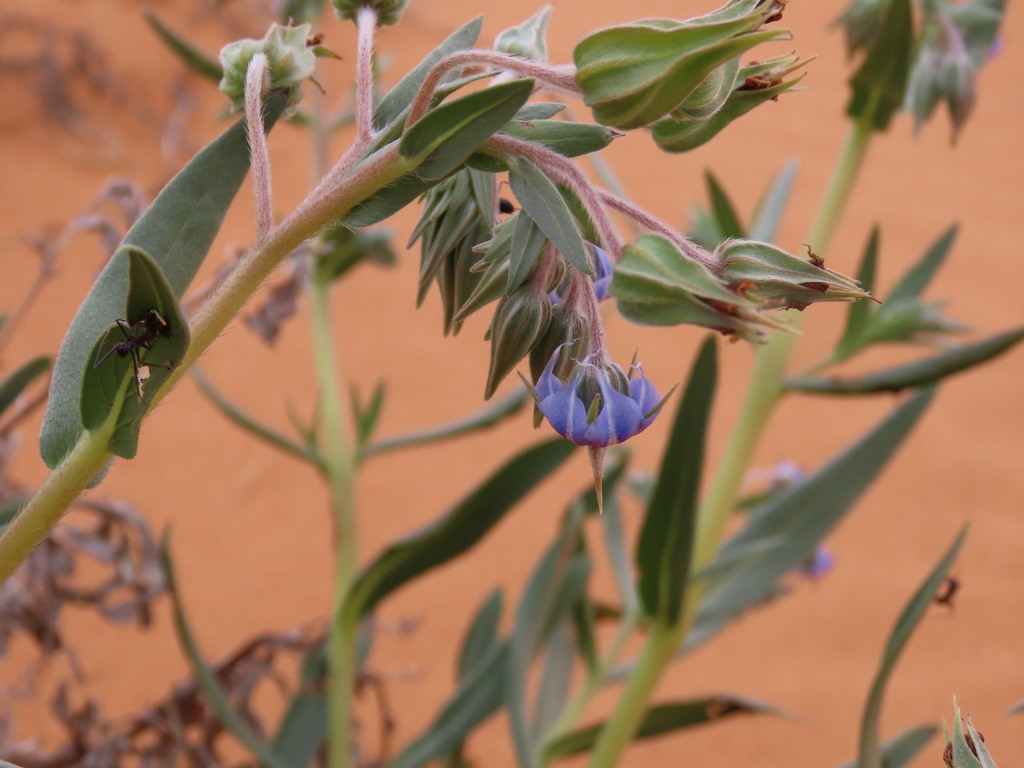 camel bush from Birdsville QLD 4482, Australia on July 1, 2023 at 11:56 ...