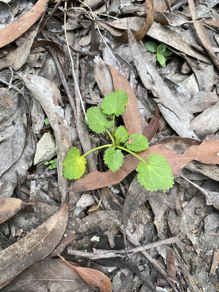 Carolina Bristlemallow from Colo Vale, NSW, AU on April 24, 2024 at 12: ...