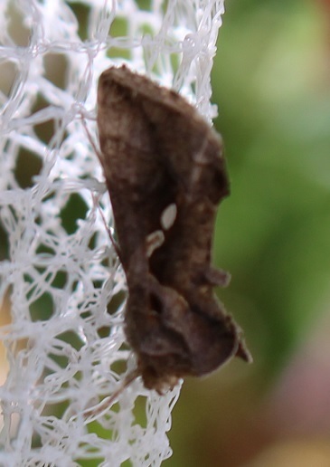 Green Garden Looper from Smiths Lake NSW 2428, Australia on April 24 ...