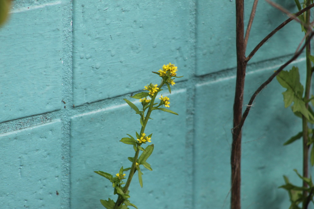 Hedge mustard from Chorlton-on-Medlock, Manchester, UK on April 23 ...