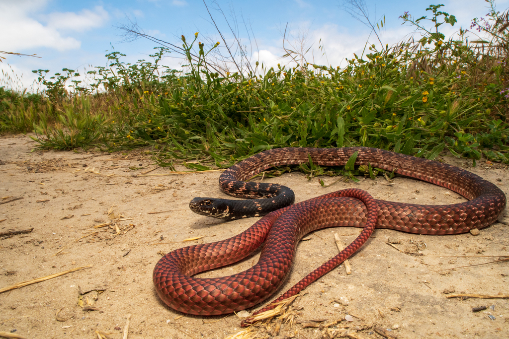 Red Coachwhip in April 2024 by Kevin Chen. Such photogenic species ...
