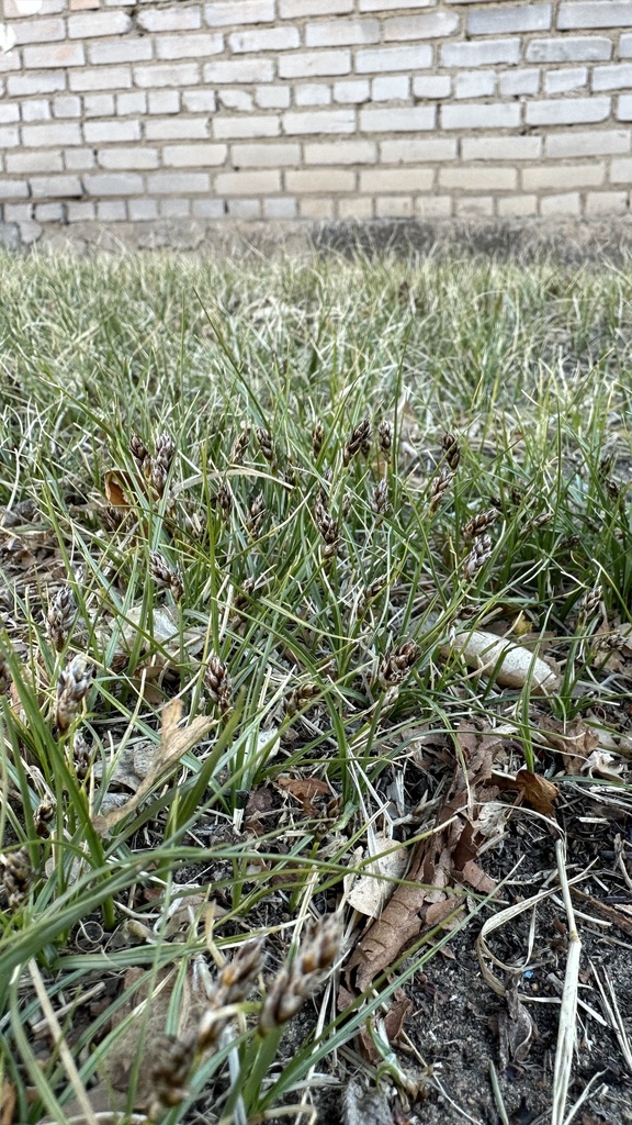 Needleleaf sedge from Солнечная улица, Улан-Удэ, Бурятия, RU on April ...