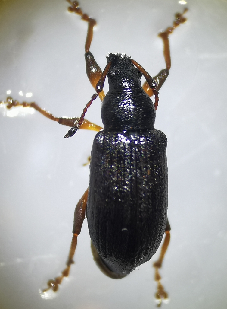 Common Leaf Weevil from 35380 Paimpont, France on April 24, 2024 at 10: ...