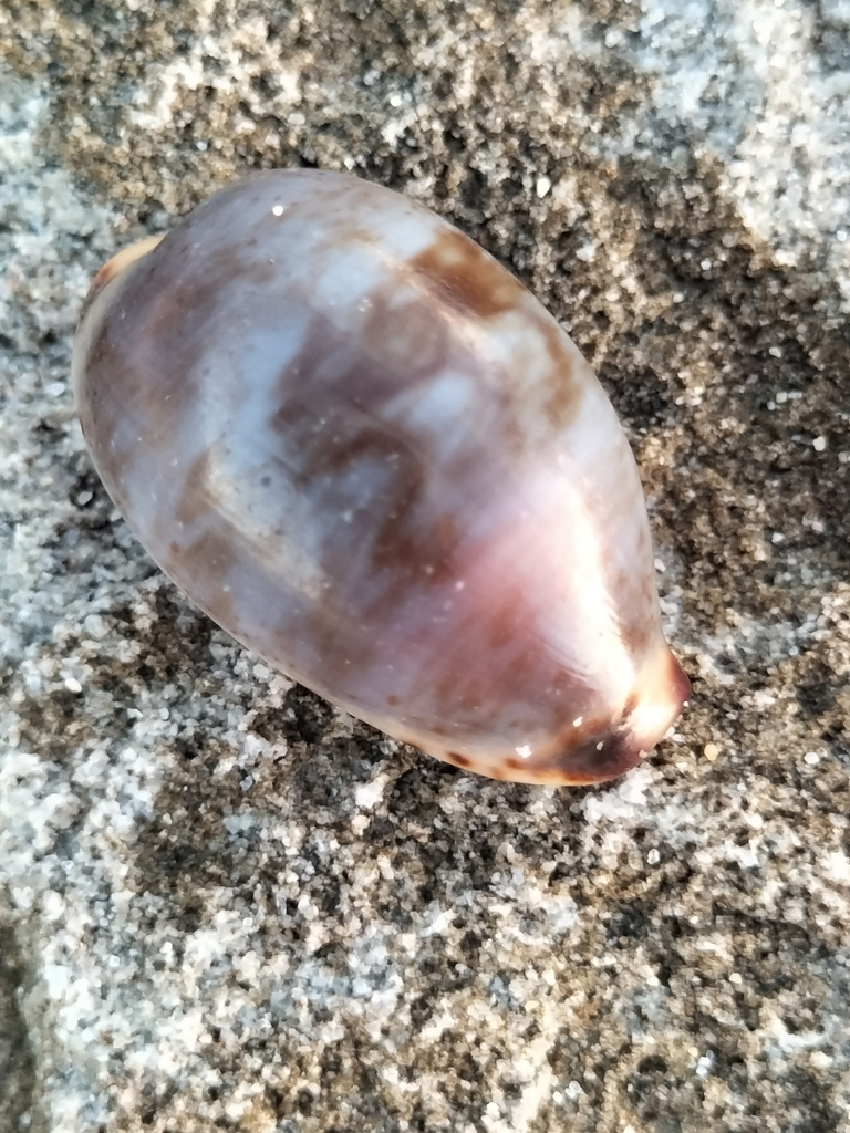 graceful cowrie from Australia on April 24, 2024 at 05:11 PM by Liz ...