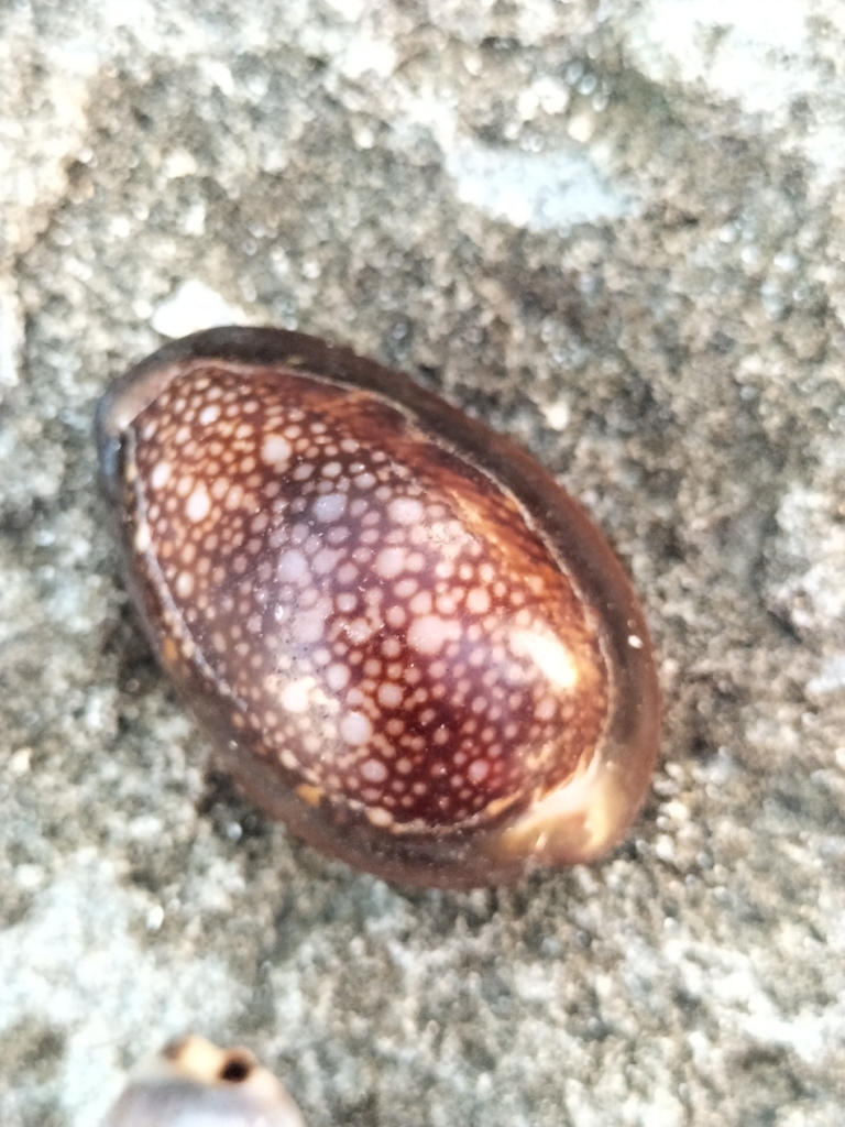 Snakehead Cowrie from Buddina QLD 4575, Australia on April 24, 2024 at ...