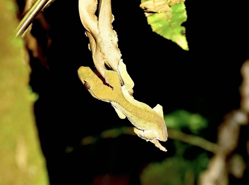 Crested Giant Gecko in April 2024 by stephentho · iNaturalist