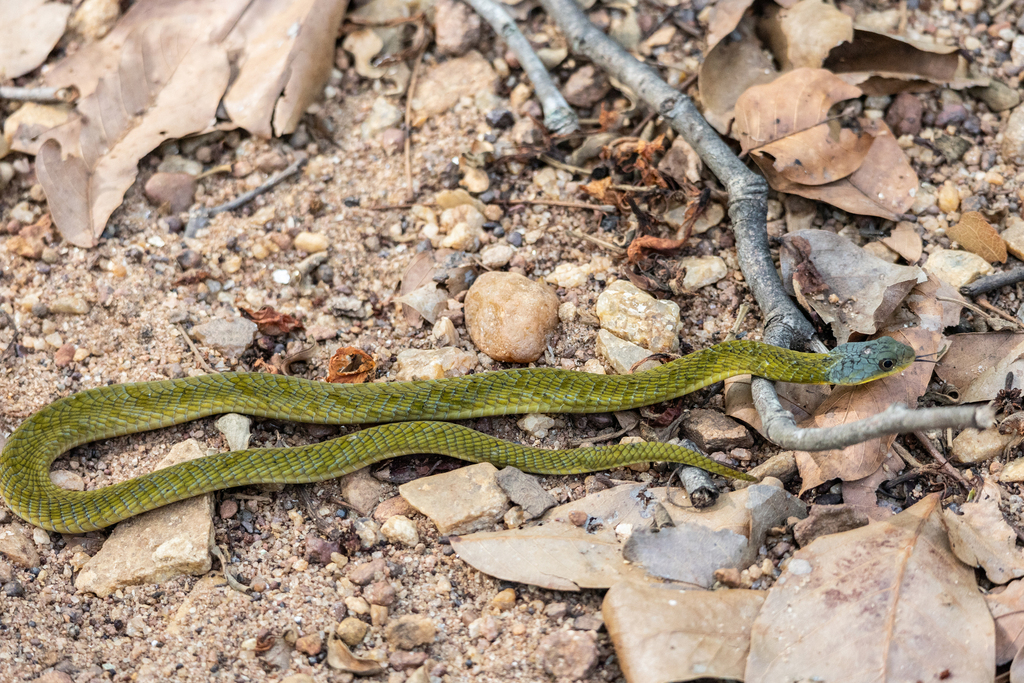 Forest Night Adder (Causus lichtensteinii) - Snakes and Lizards