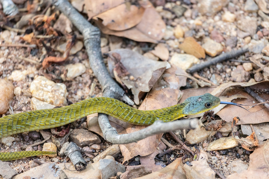 Forest Night Adder (Causus lichtensteinii) - Snakes and Lizards