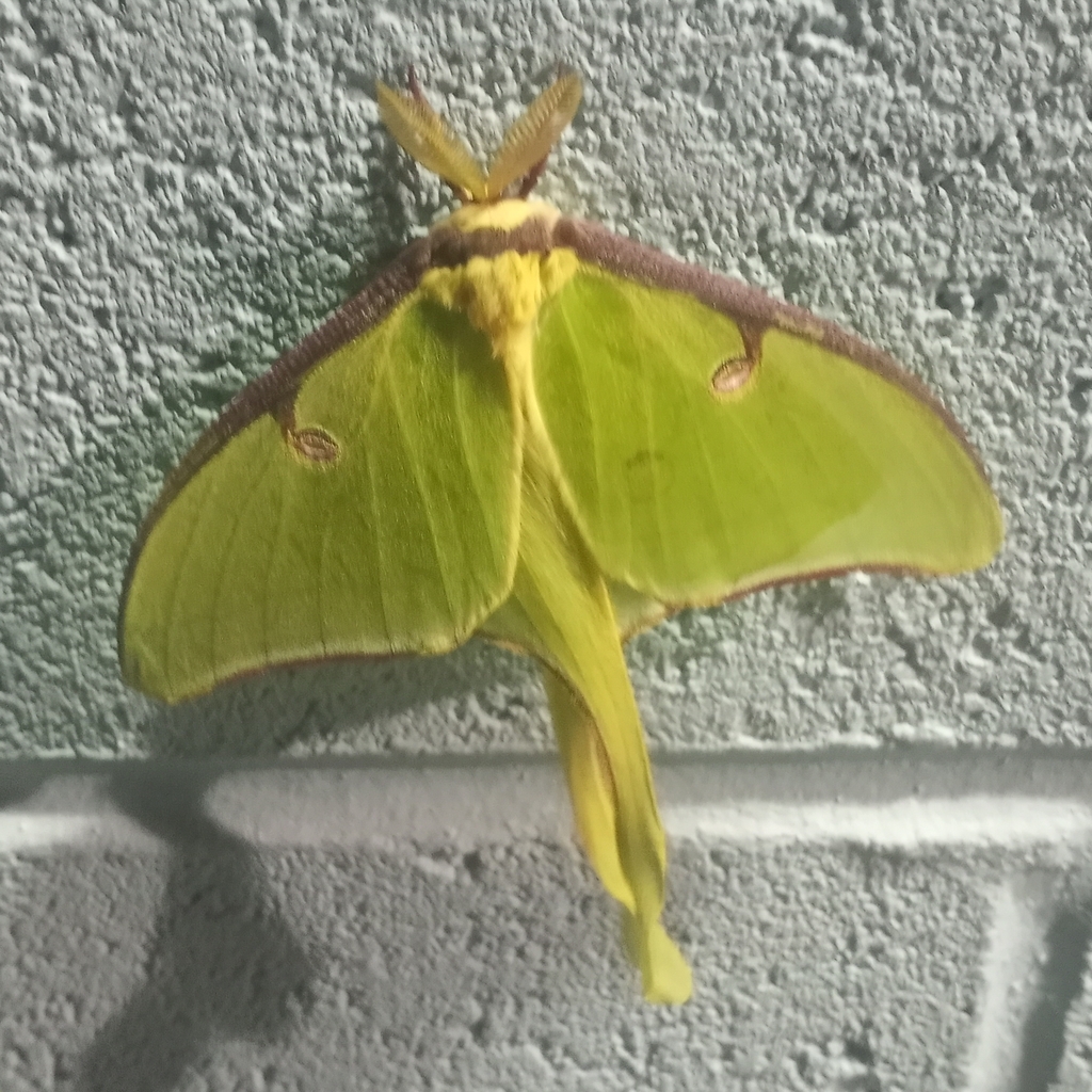 North American Luna Moth from Dewey Beach, DE 19971, USA on April 24 ...
