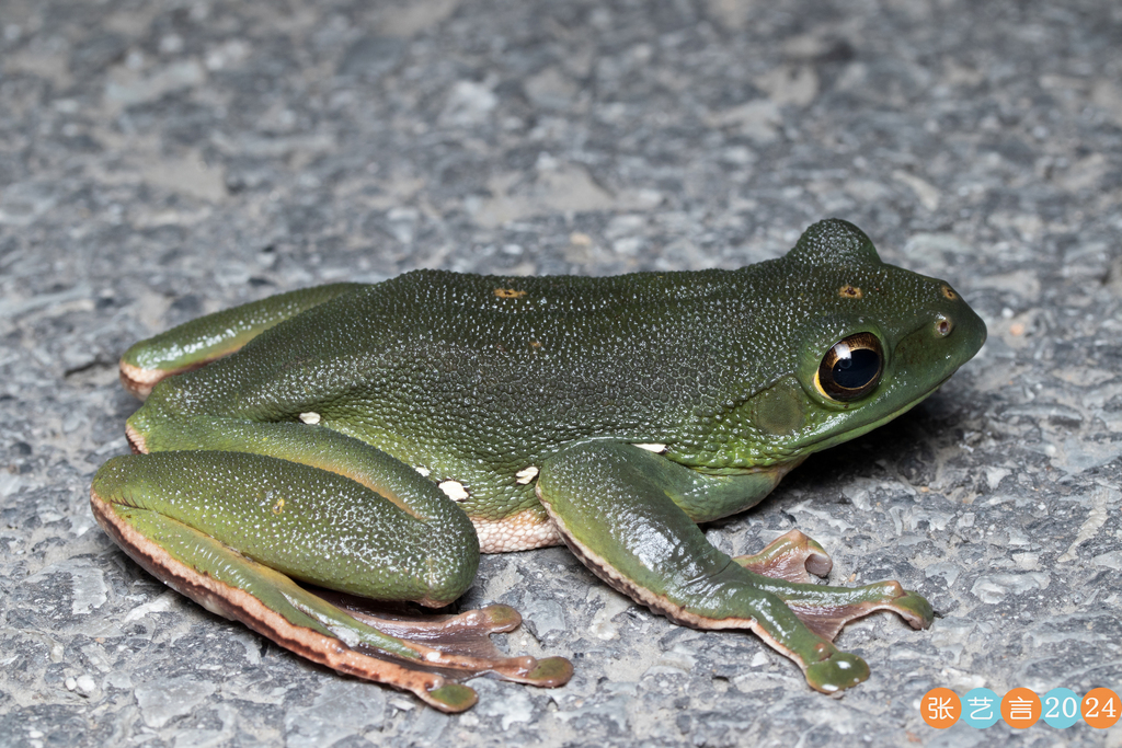 Chinese Flying Frog from 中国安徽省宣城市泾县外簪缨 on April 10, 2024 by 张艺言 ...