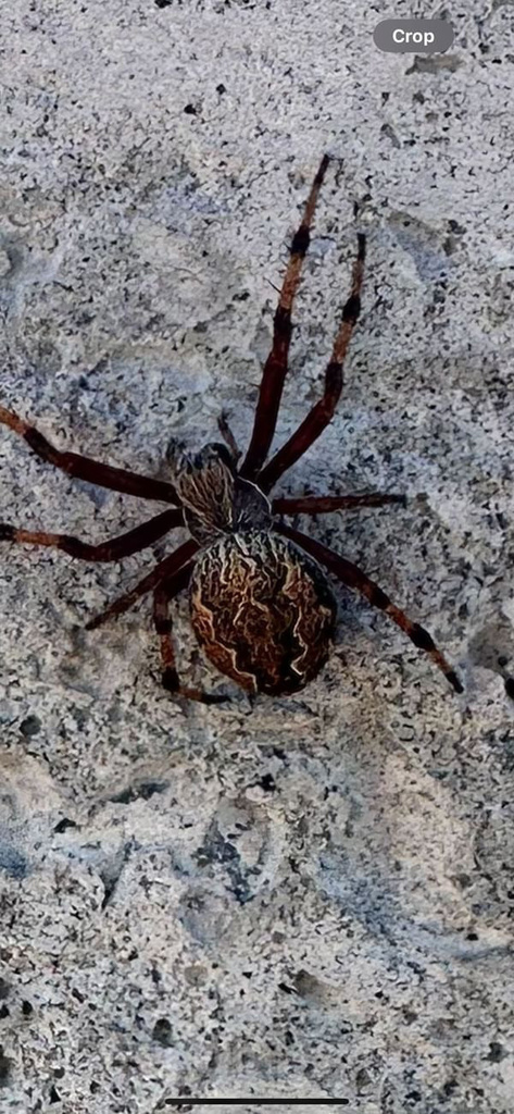 Spiders from North Island / Te Ika-a-Māui, Auckland, Auckland, NZ on ...