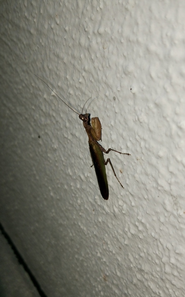 Acromantis magna from 中国福建省南平市武夷山市 on August 21, 2017 at 11:13 PM by 通通 ...