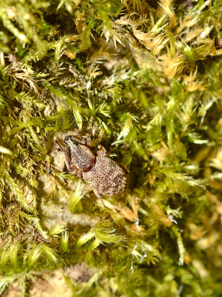 Clay-coloured Weevil from Old Sauchie, nr Stirling, UK on April 22 ...