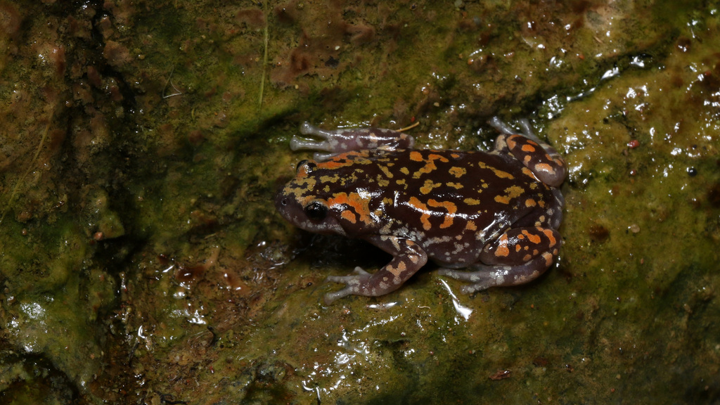 Marbled rubber frog from Kunene, Namibia on March 28, 2024 at 08:32 PM ...