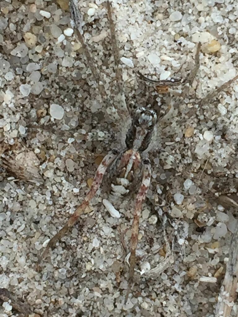 Wolf Spiders from Wolfgat Nature Reserve: Zandwolf Section ...