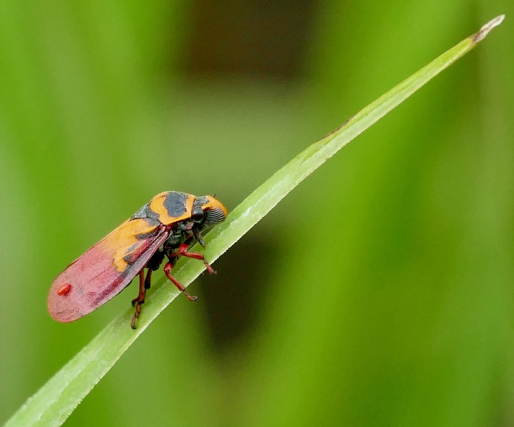 Zooty Red Spittlebug from S28 Road South of Lower Sabie, Kruger NP ...
