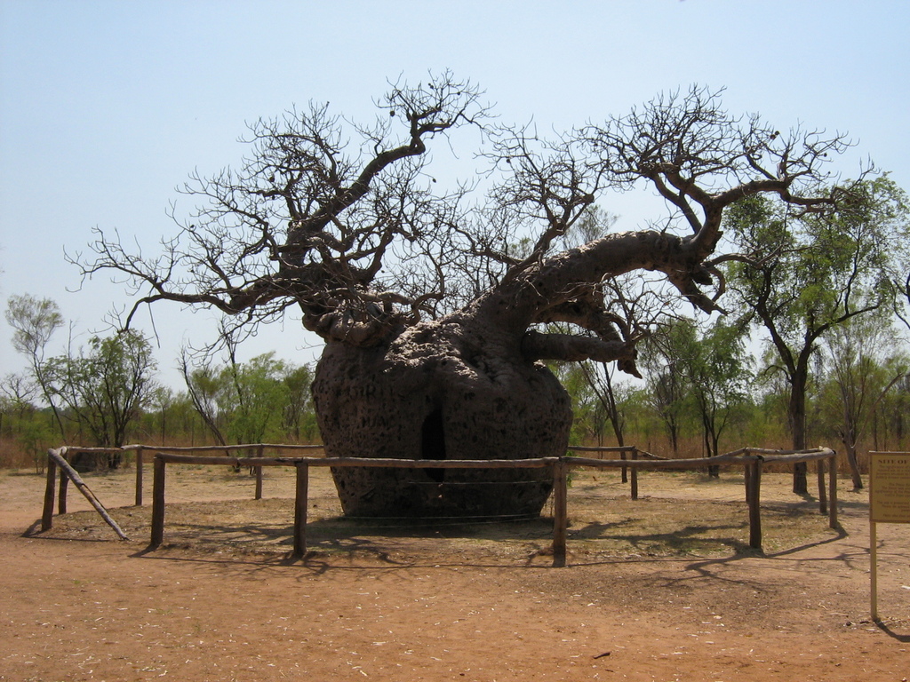 Boab from Derby-West Kimberley, AU-WA, AU on October 17, 2008 at 09:18 ...