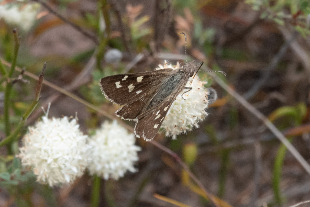 Western Sand-Skipper from Stirling Range National Park WA 6338 ...