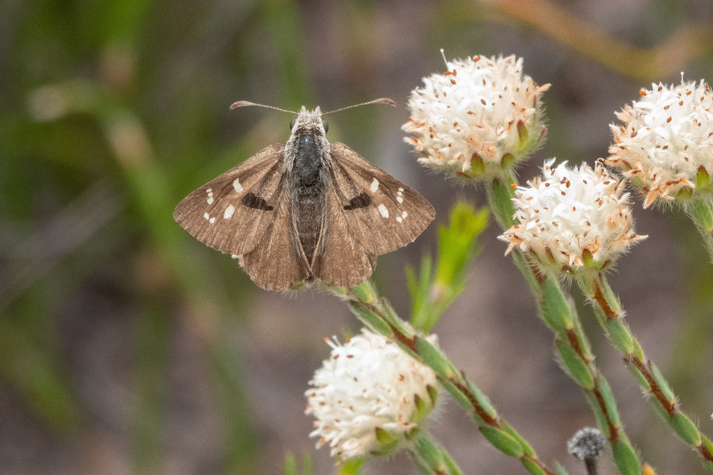 Western Brown Skipper from Stirling Range National Park WA 6338 ...