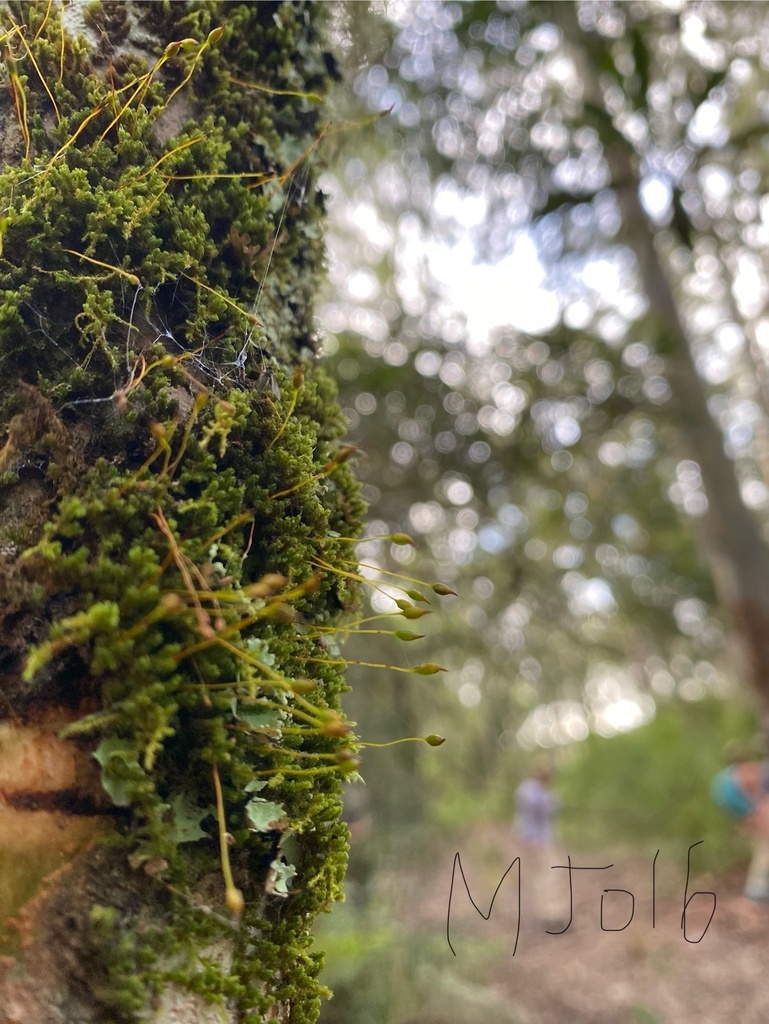 Macromitrium in April 2024 by southerngecko · iNaturalist