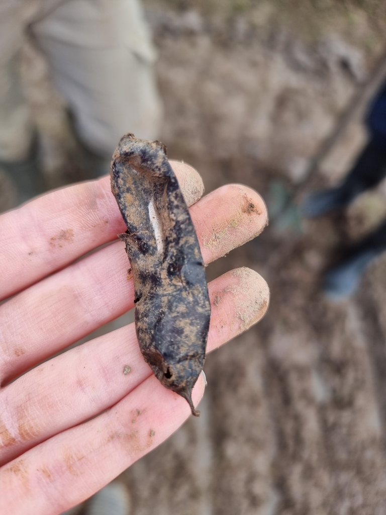 Giant Gippsland Earthworm in April 2024 by Gemma. GGE egg cocoon ...