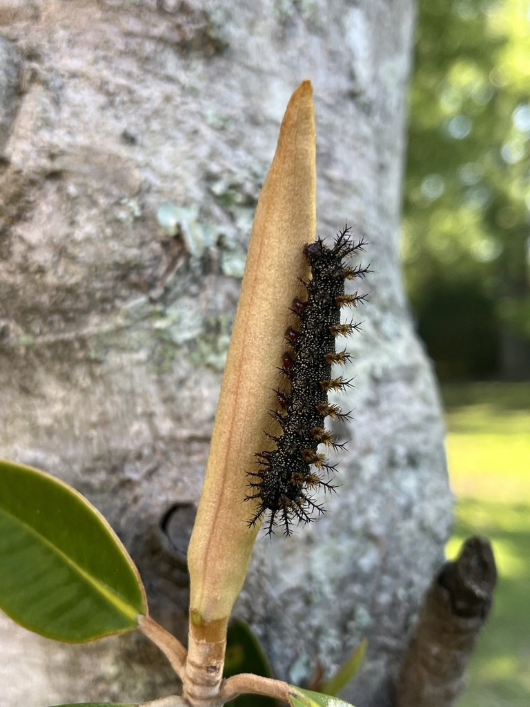 Buck Moth in April 2024 by lbleke22 · iNaturalist