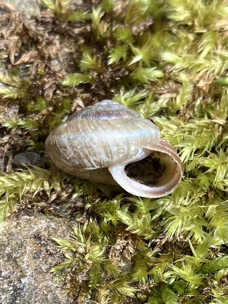 Strawberry Snail from Park Wood on April 17, 2024 by hafren · iNaturalist