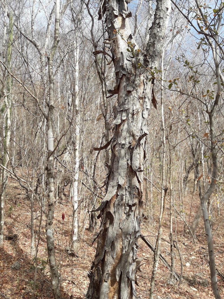 quebracho (Lysiloma divaricatum) - Botanical Realm
