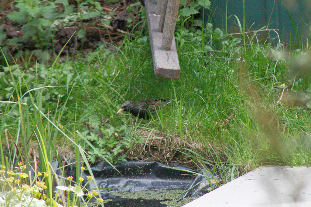 European Starling from Broadgreen, Liverpool L14, UK on April 24, 2024 ...