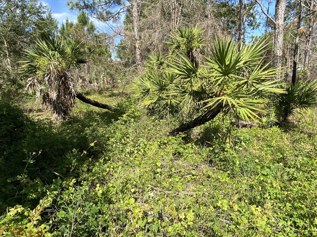 Coryphoideae from Brooker Creek Preserve Trail, Tarpon Springs, FL, US ...